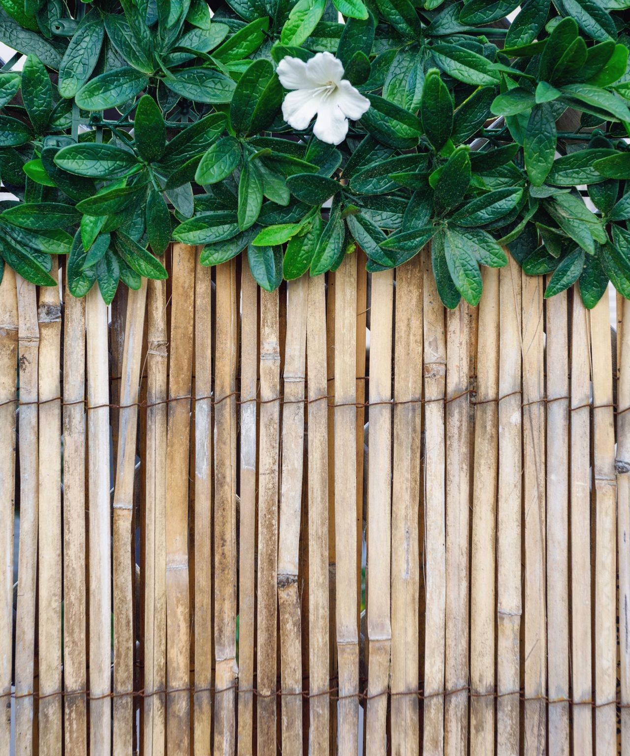 7 privacy screen ideas that are stylish and savvy | Real Homes