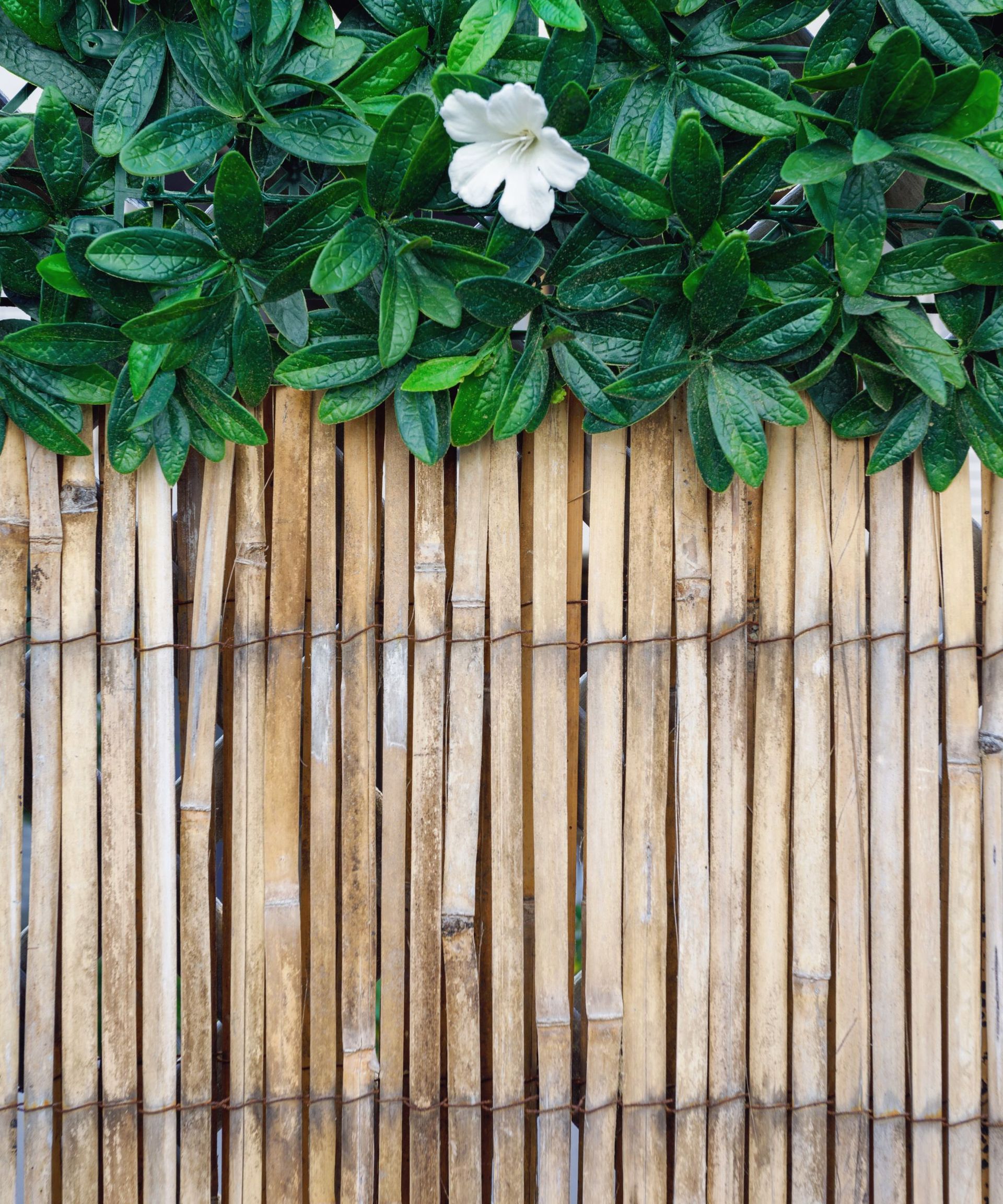 7 privacy screen ideas that are stylish and savvy | Real Homes