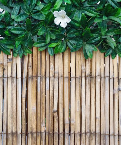 7 privacy screen ideas that are stylish and savvy | Real Homes