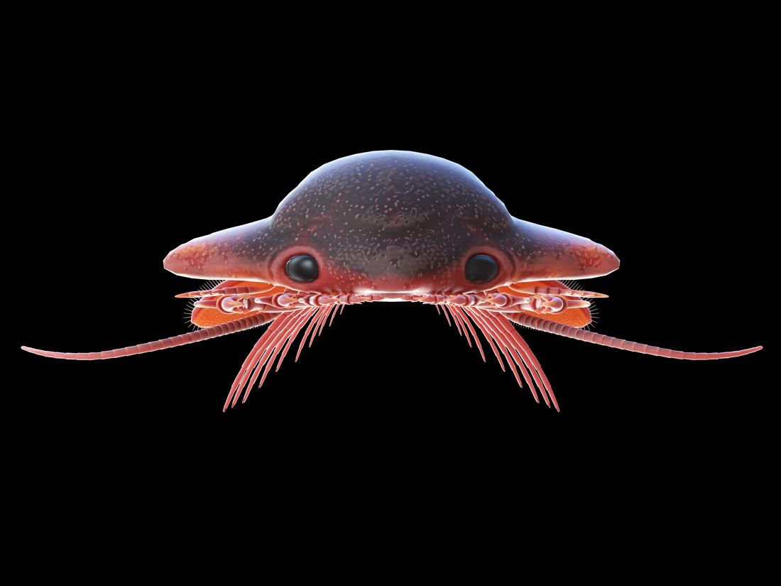 Early Animal Life Exploded on Earth Even Earlier Than Once Thought ...