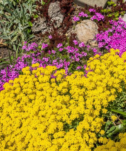 Walkable ground cover plants: 11 path and lawn options | Homes and Gardens