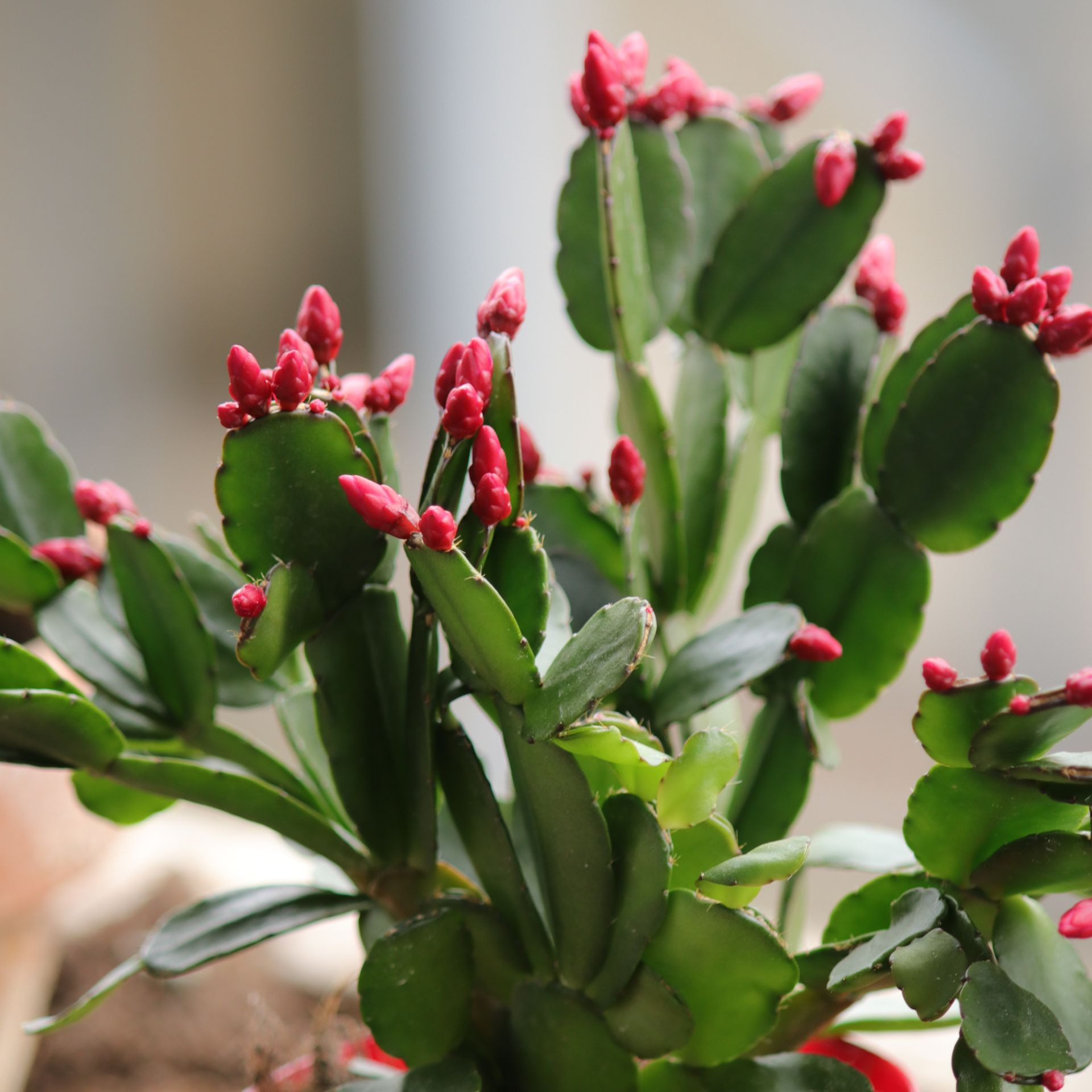How to perk up a droopy Christmas cactus | Ideal Home