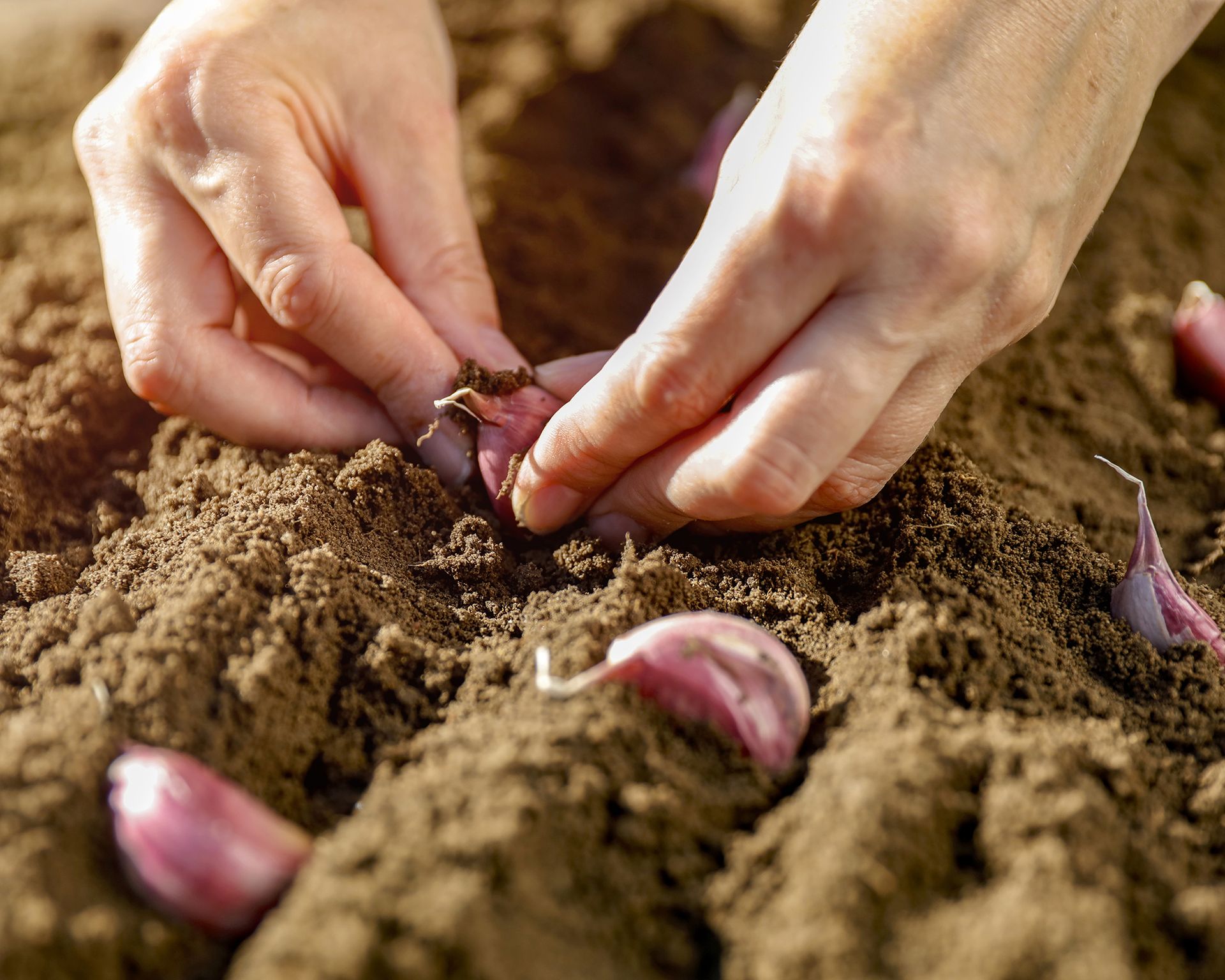 Garlic Fertilizer Guide | Best Fertilizer, Schedule & Tips | Gardening ...