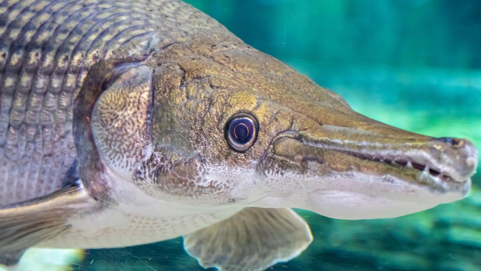 Alligator gar: The 'living fossil' that has barely evolved for 100 ...