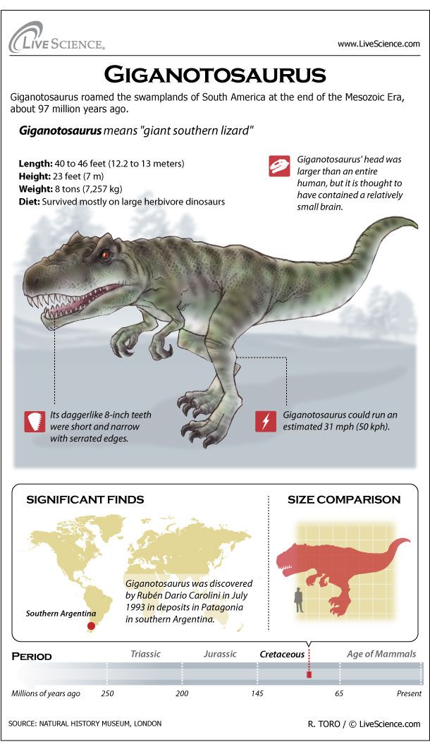 Giganotosaurus Facts About The Giant Southern Lizard Live Science