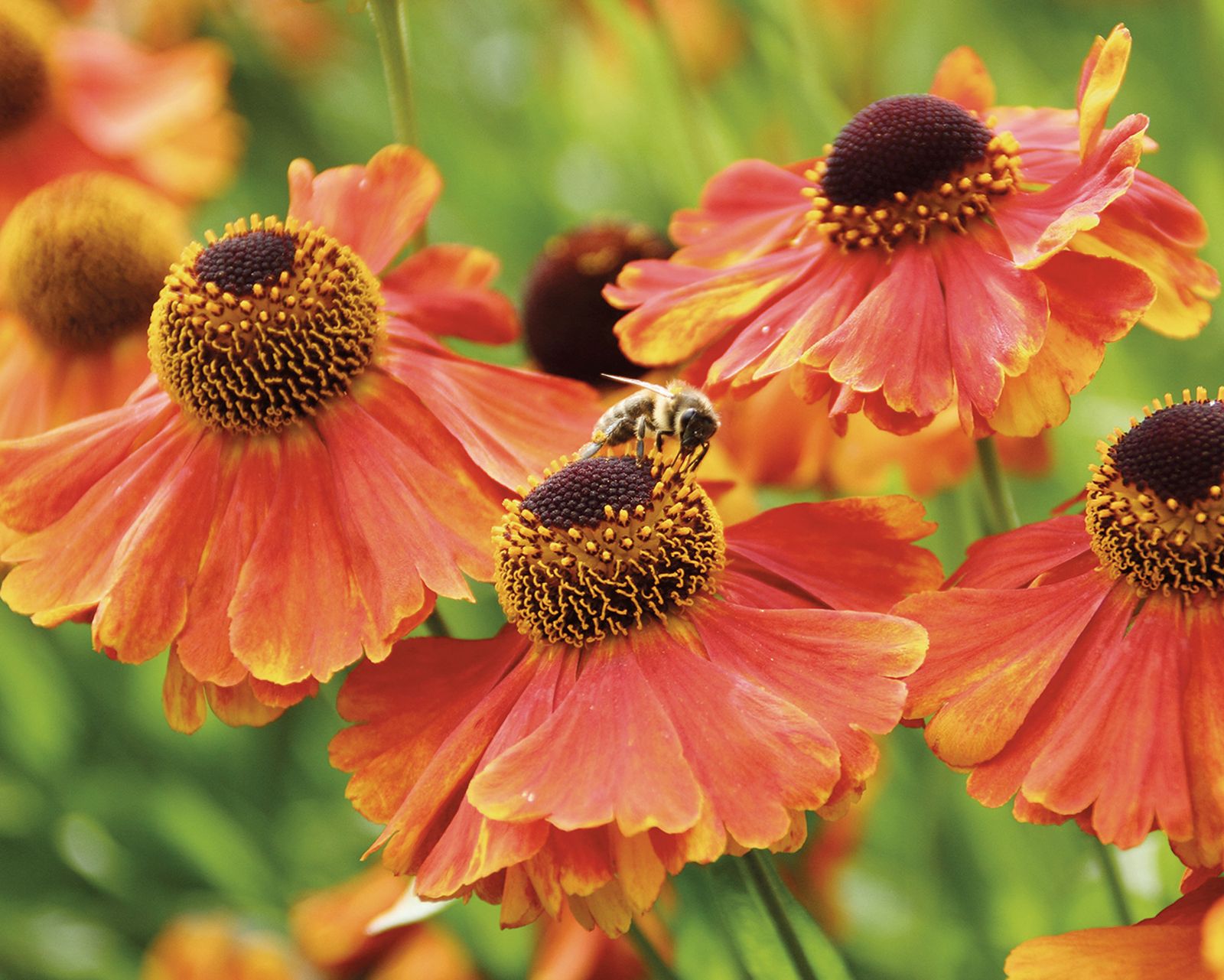 Types of helenium: 16 vibrant varieties for pots and borders | Gardeningetc