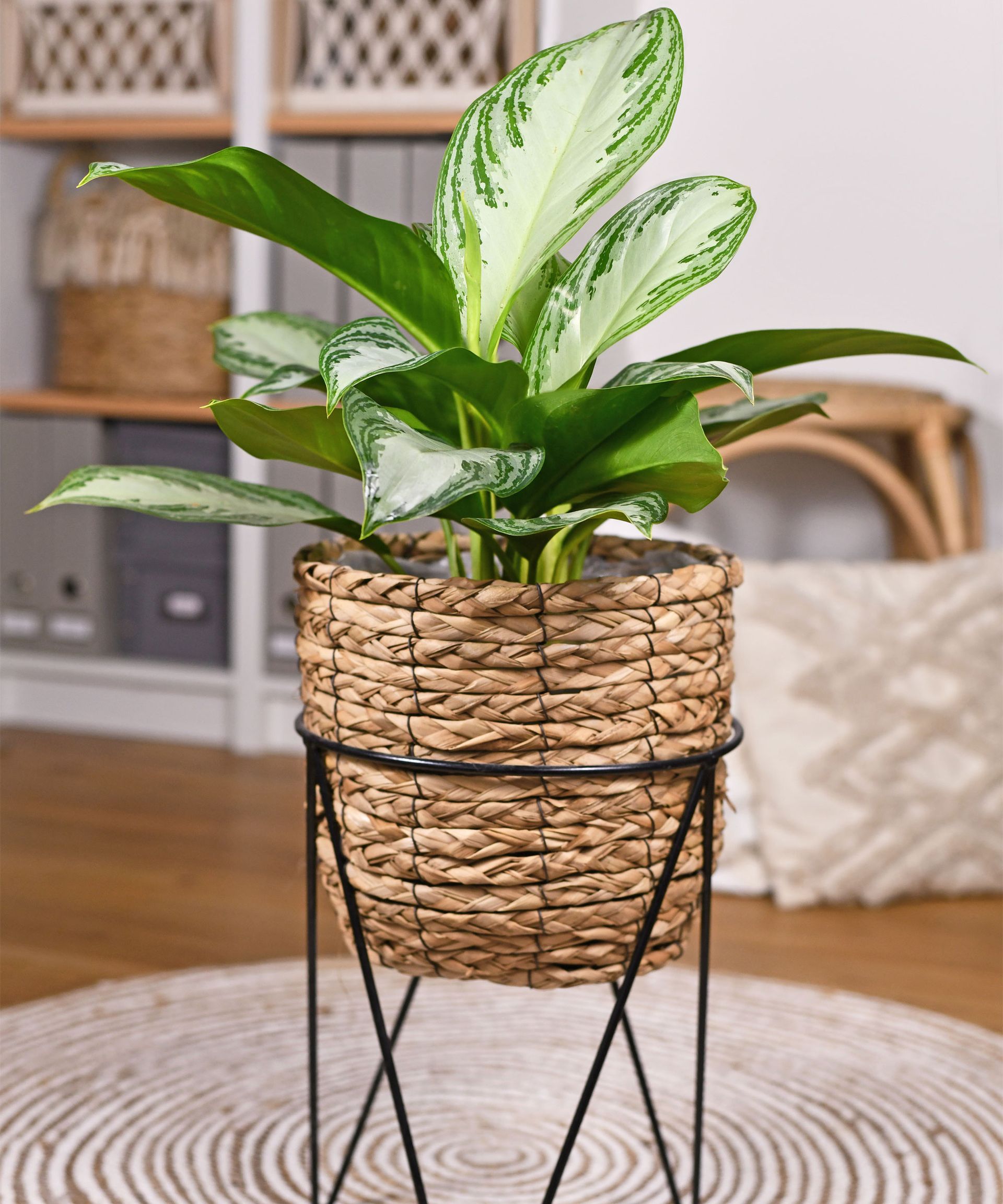 10 of the most underrated houseplants | Homes and Gardens