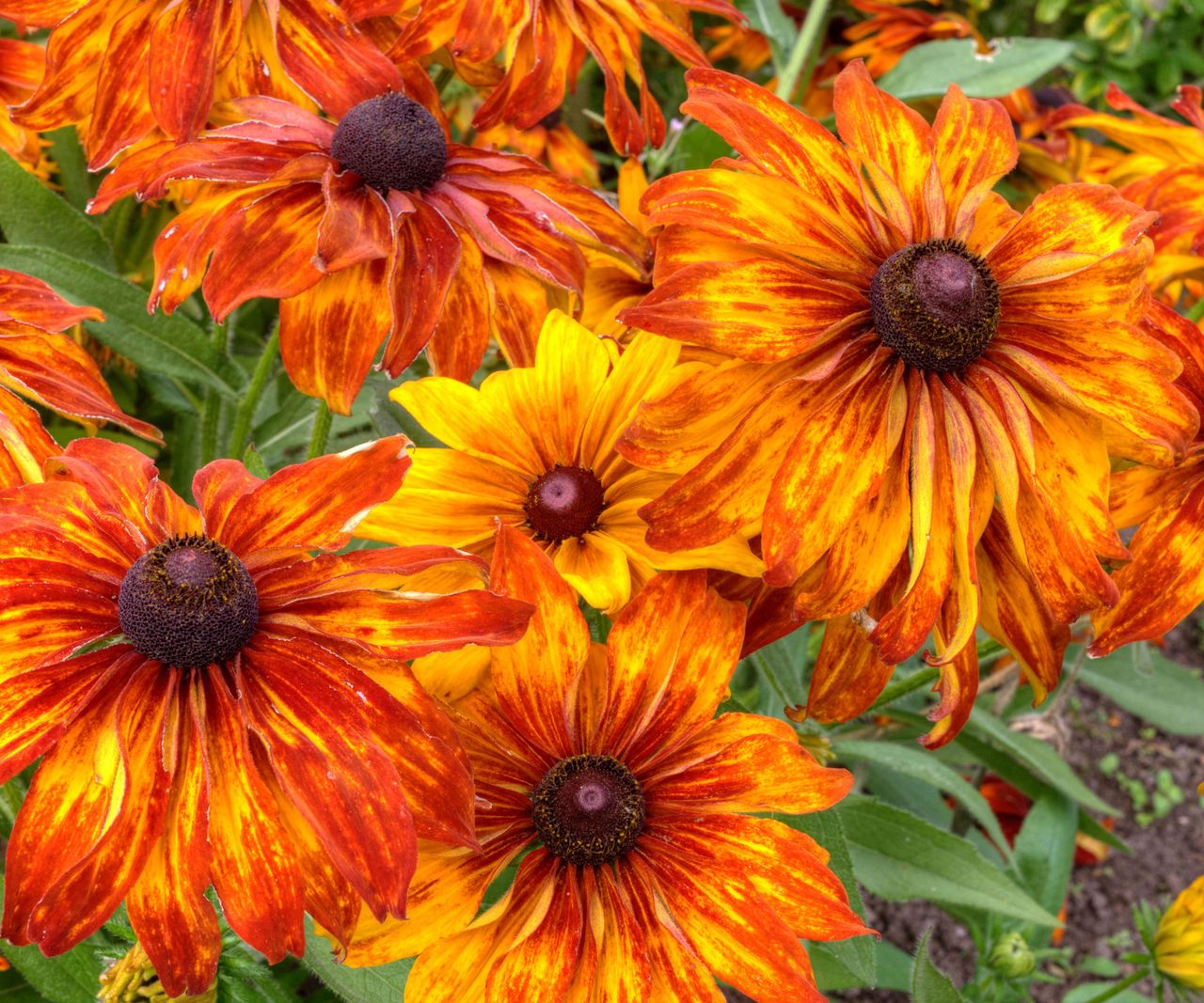 native wildflowers to sow in October | Homes and Gardens