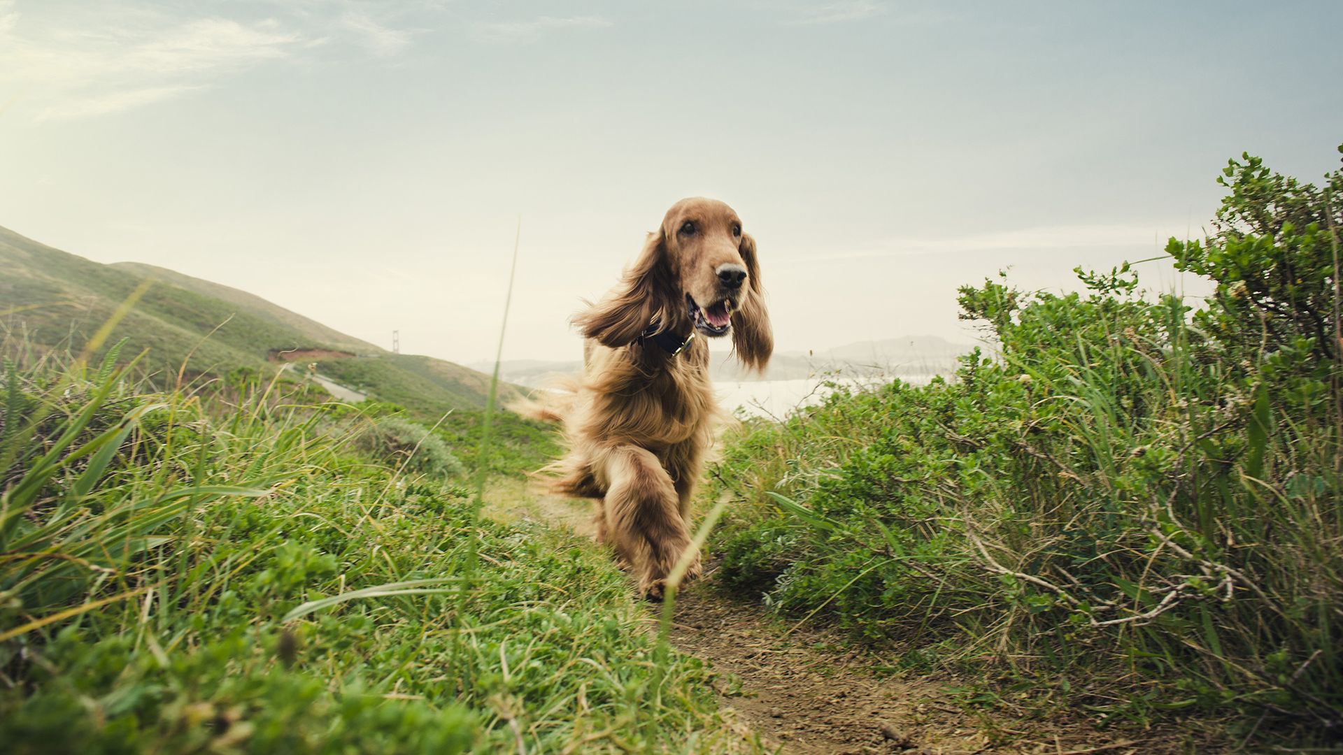 Trainer shares how to help your dog focus outside and it's great for ...