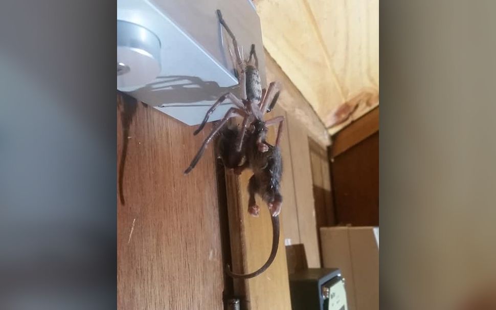 Huntsman Spider Devours Possum in Viral (and Terrifying) Photos | Live ...