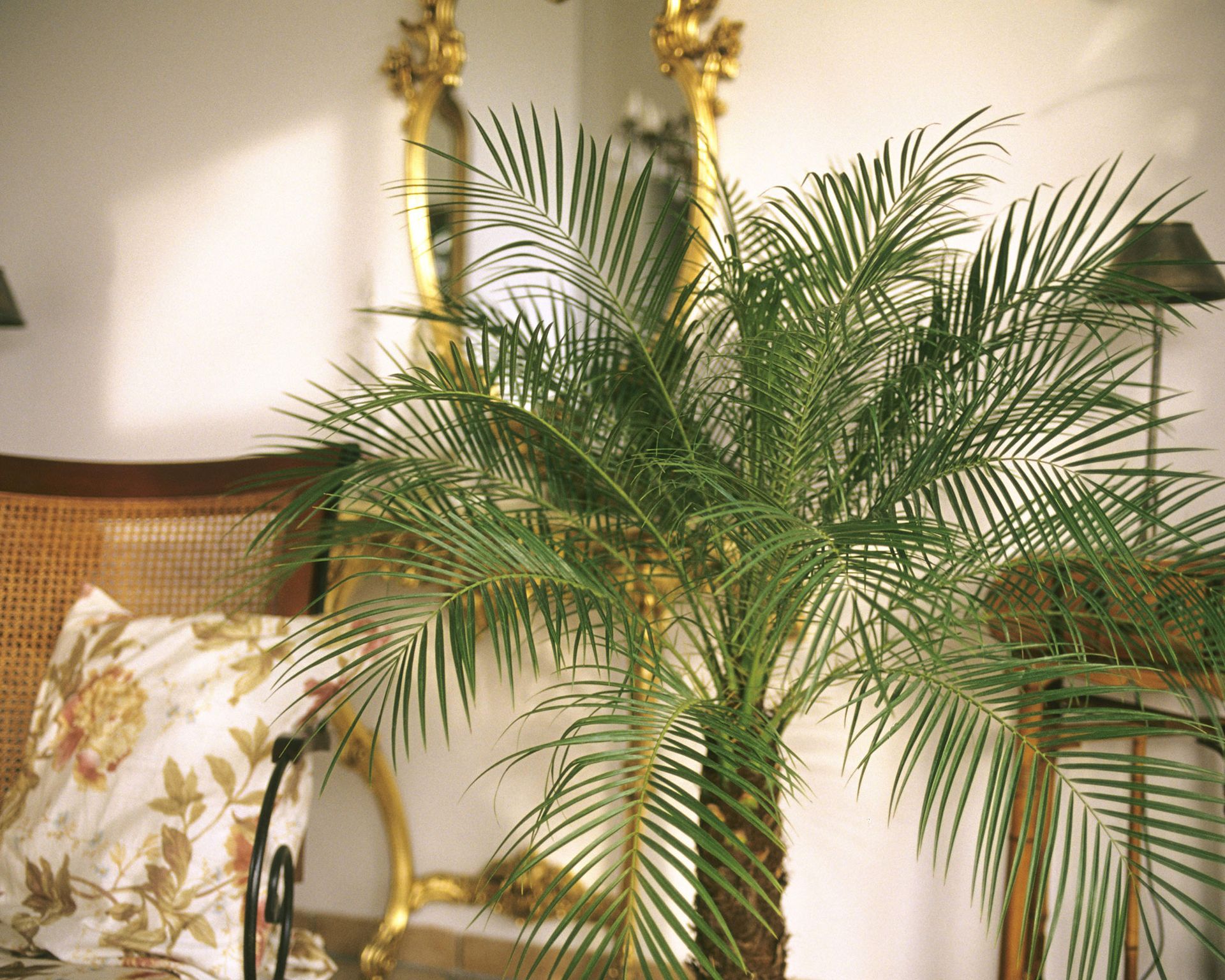 Best indoor trees: 9 leafy options for a greener home | Gardeningetc