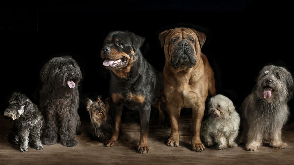 First time dog owner tips: everything you need to know | PetsRadar