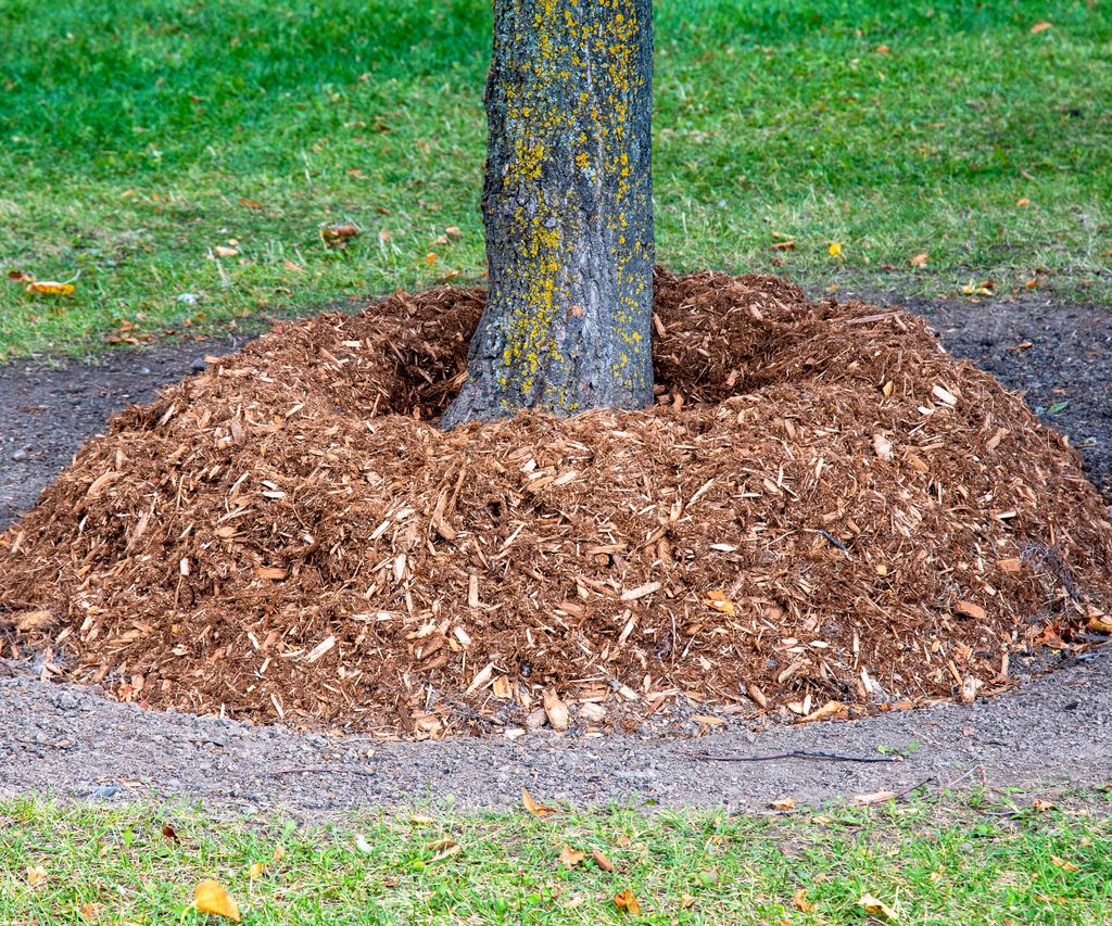 Mulching 101: Complete Guide To Mulching Your Landscape | Gardening ...
