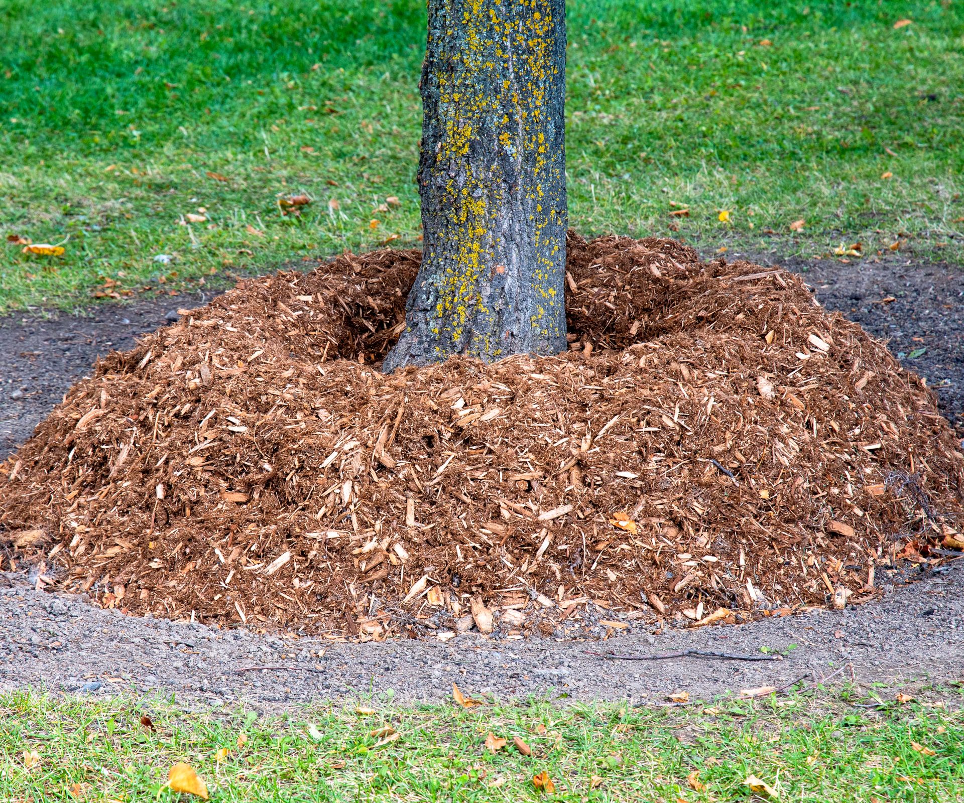 When Should You Mulch in Fall – and Which Plants to Leave Alone ...