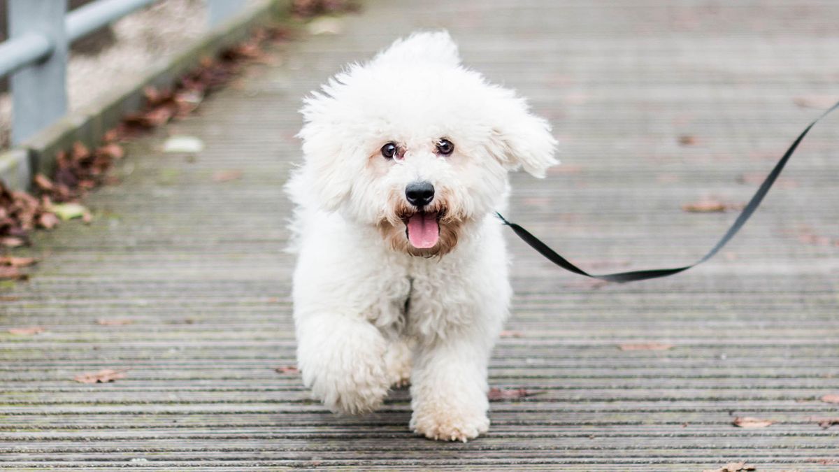 Small dog breeds that don’t shed | PetsRadar