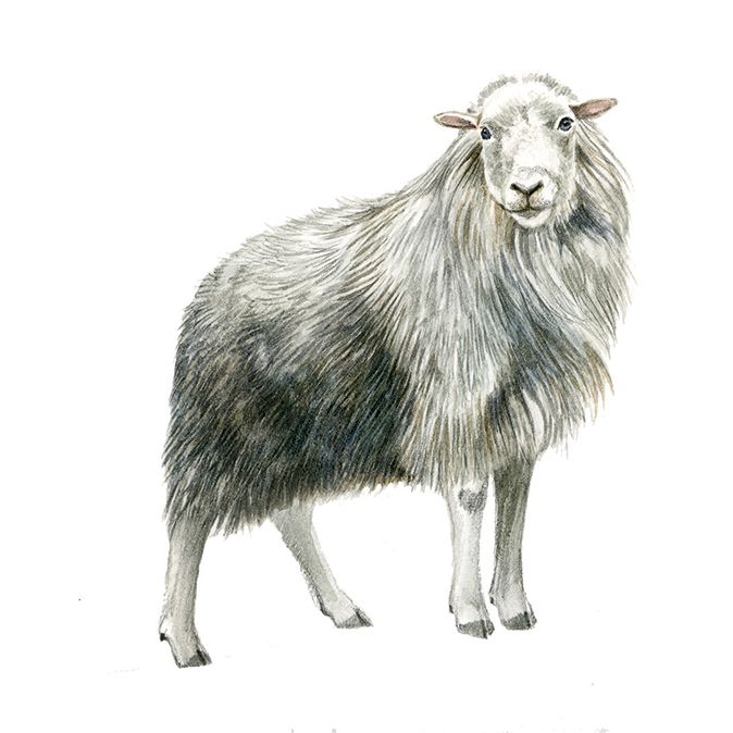 21 native British sheep breeds and how to recognise them | Country Life