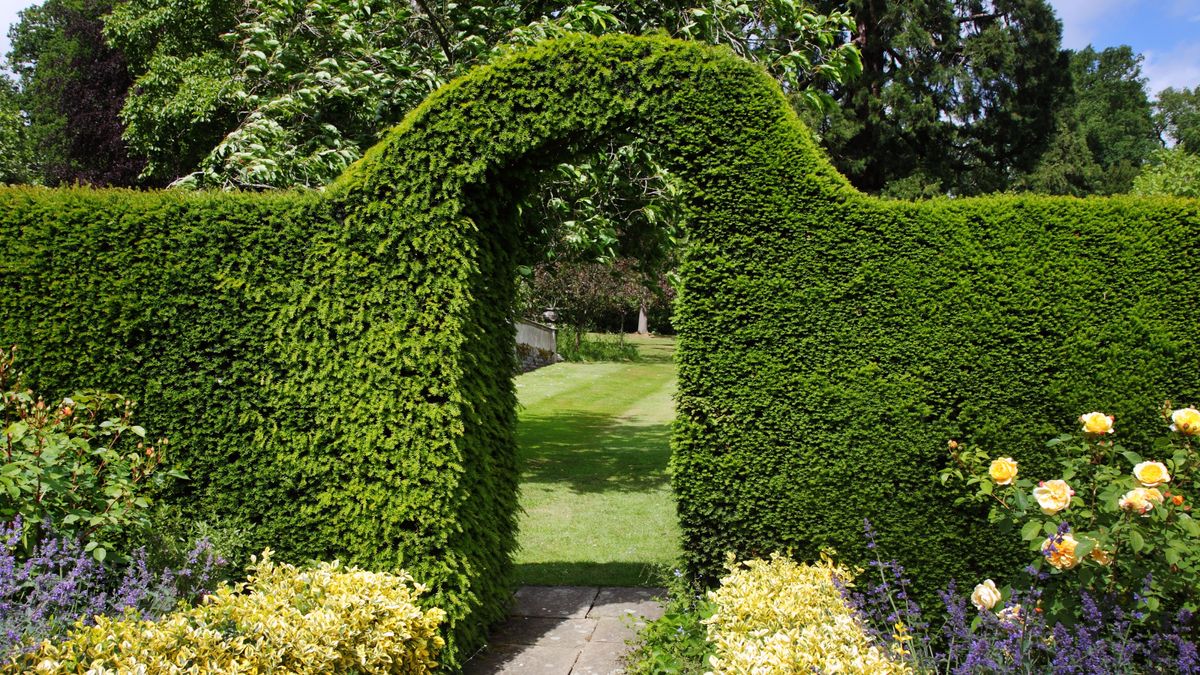 Gardening expert says the ideal time to plant a hedgerow is right now ...