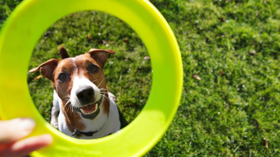 25 practical tips for training your dog on your own | PetsRadar