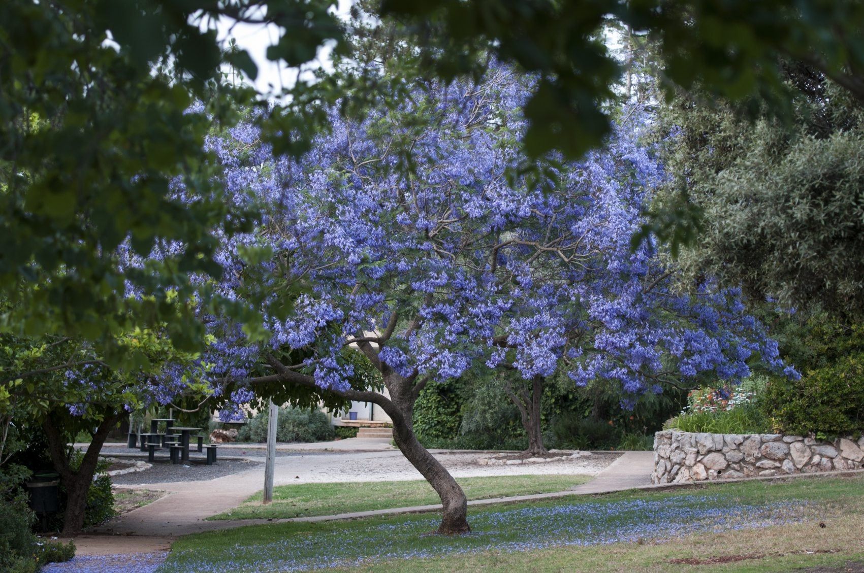 Jacaranda Tree Trimming - Best Time For Pruning Jacaranda Trees ...