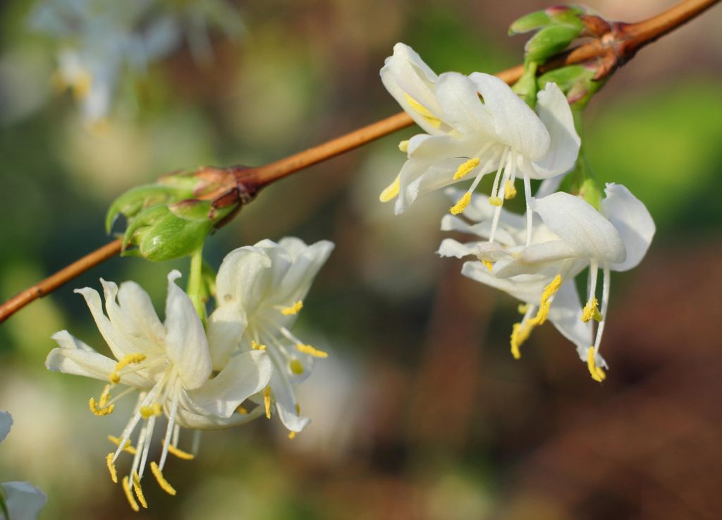 Fill your garden with scent: 5 ways to add winter fragrance | Gardeningetc
