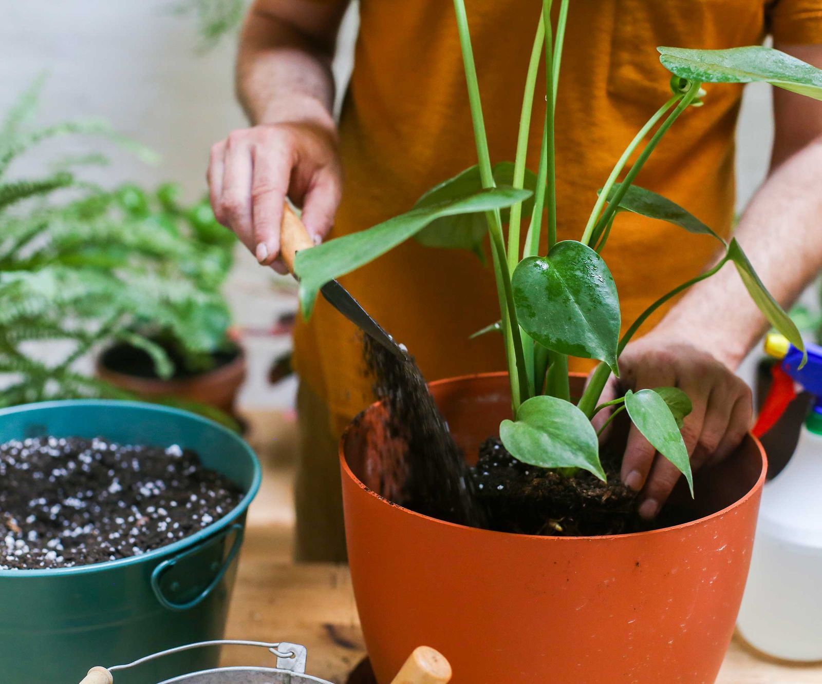 What is the best potting soil for indoor plants? | Homes and Gardens