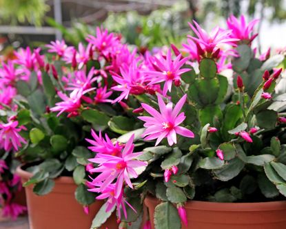 Easter Cactus Care Guide For Healthy Spring-Blooming Plants | Gardening ...