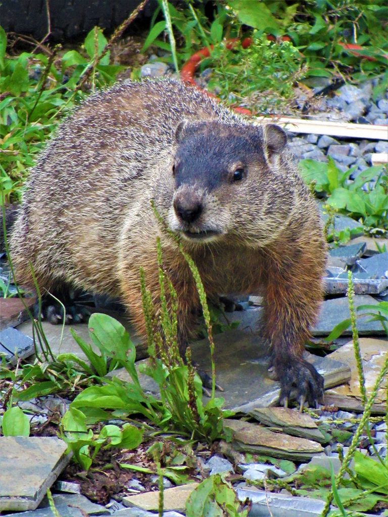 Groundhog Day For Gardeners: How To Get Your Garden Ready For Spring ...
