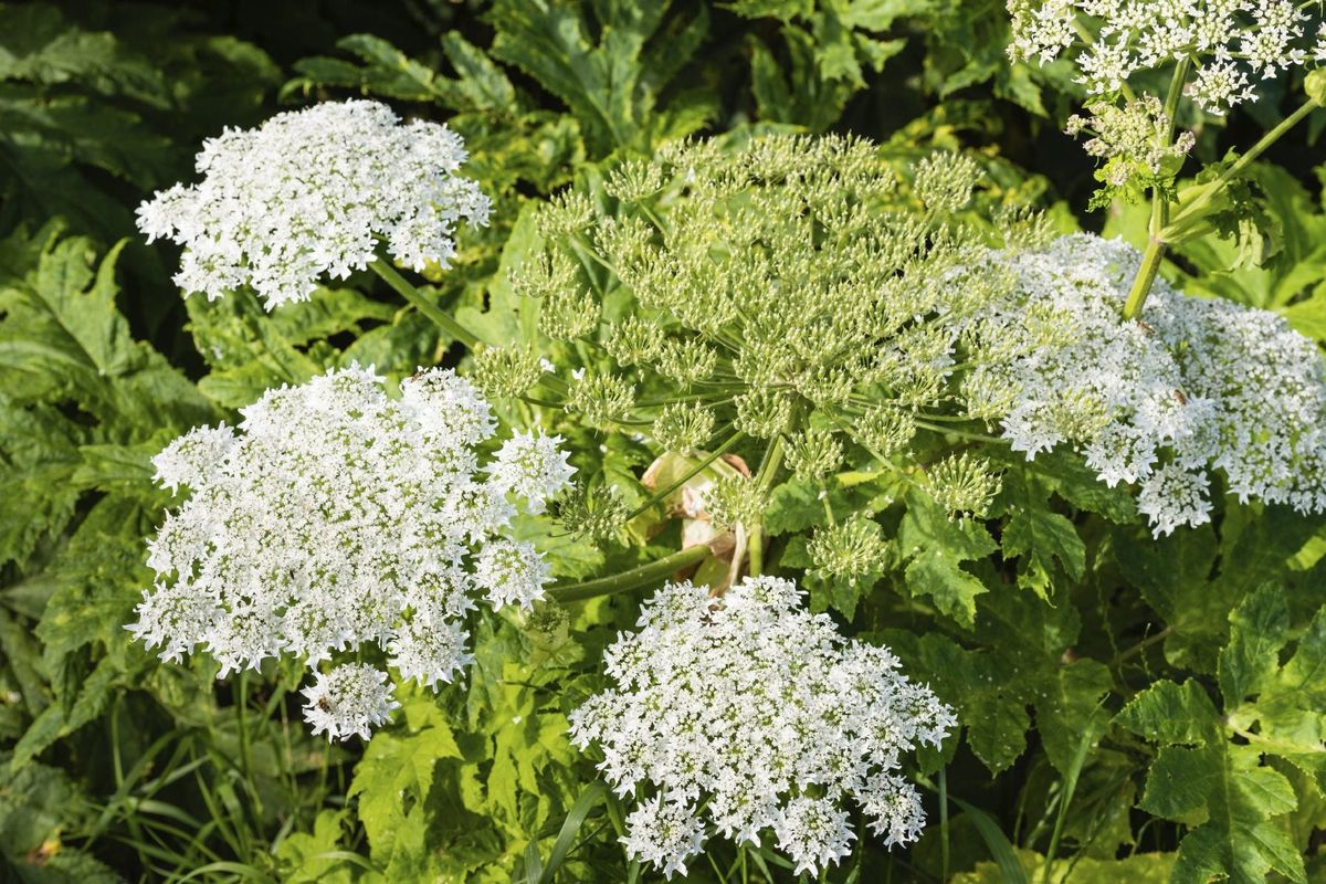 Giant Hogweed Control: What Is Giant Hogweed And Where Does It Grow ...
