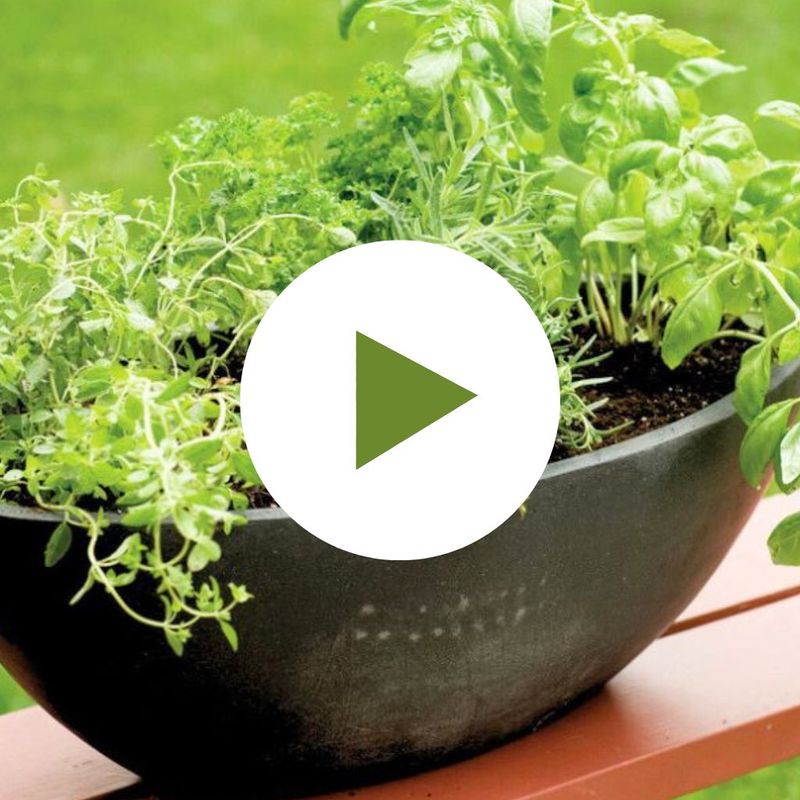 10 Hot Weather Vegetables For Sweltering Summer Gardens | Gardening ...