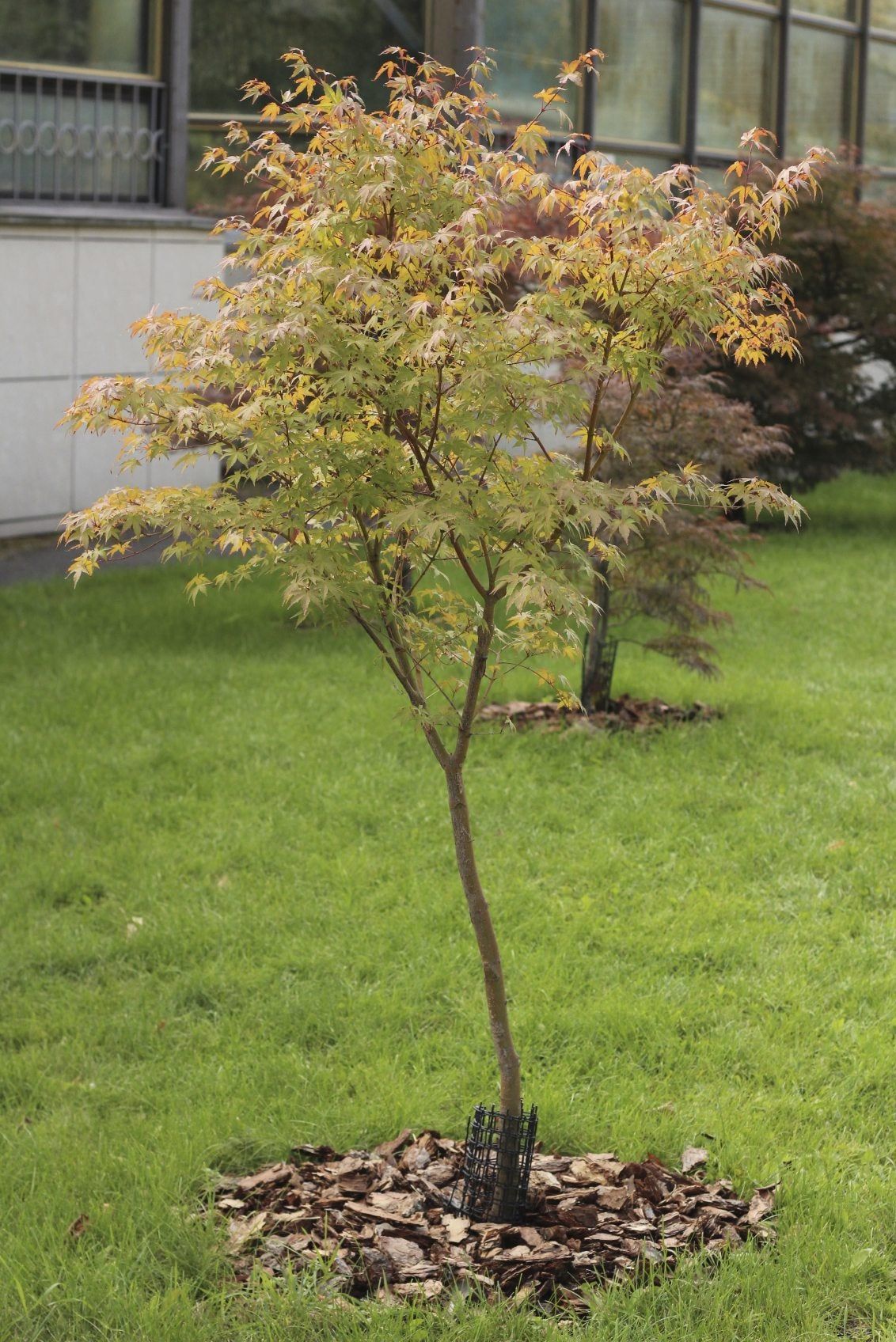 Japanese Maple Tree Facts - Lifespan Of Japanese Maple Trees ...
