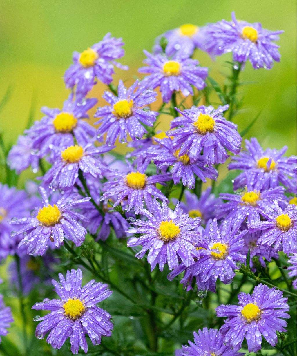 Farmers' Almanac fall forecast 2025: how to prepare the yard | Homes ...