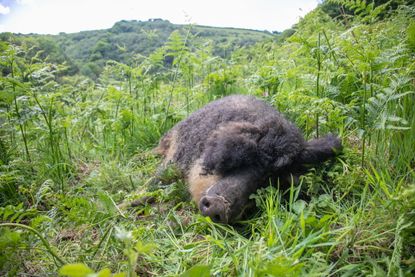 'Living lawmowers': How hungry hairy Hungarian hogs will help save the ...
