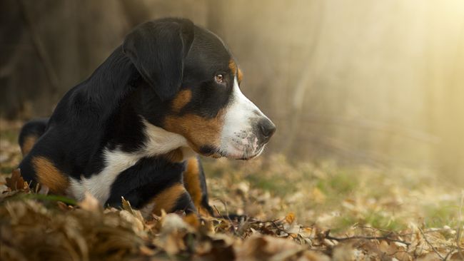 32 things to know about Greater Swiss Mountain dogs | PetsRadar