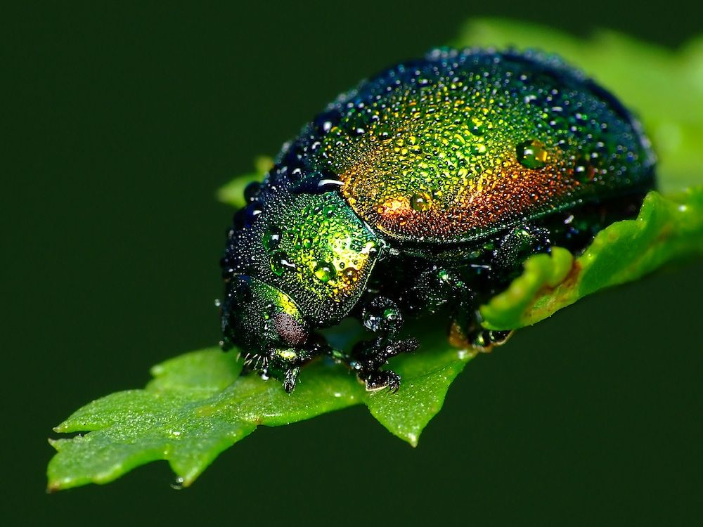 Gallery: Dazzling Photos of Dew-Covered Insects | Live Science