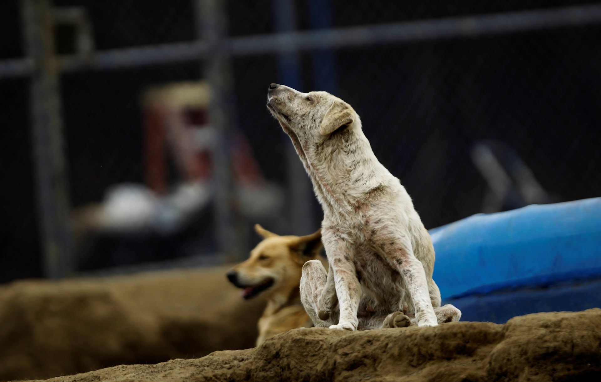 The land of stray dogs | The Week