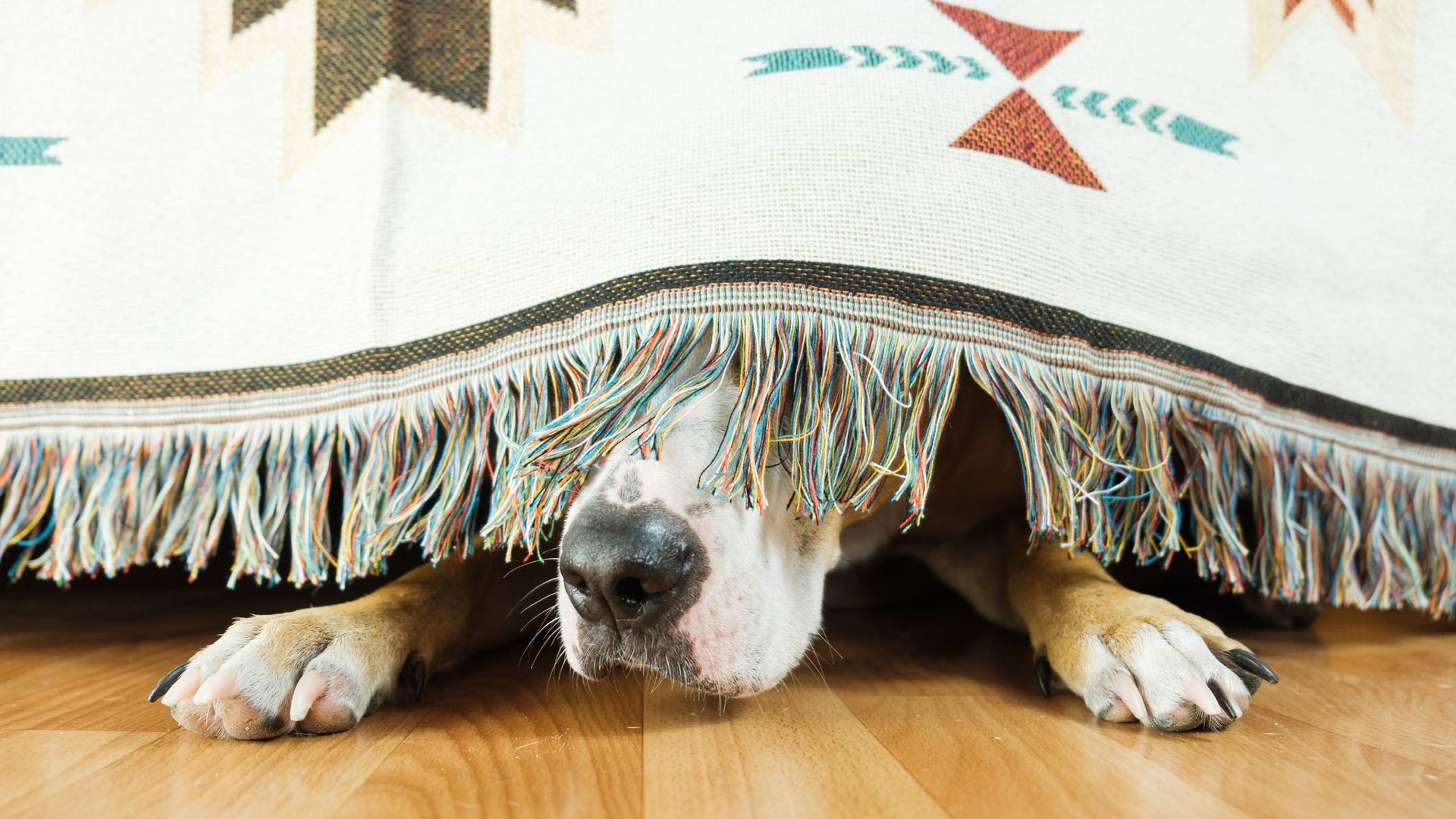 Can dogs have panic attacks? Vet's guide to causes and treatment ...