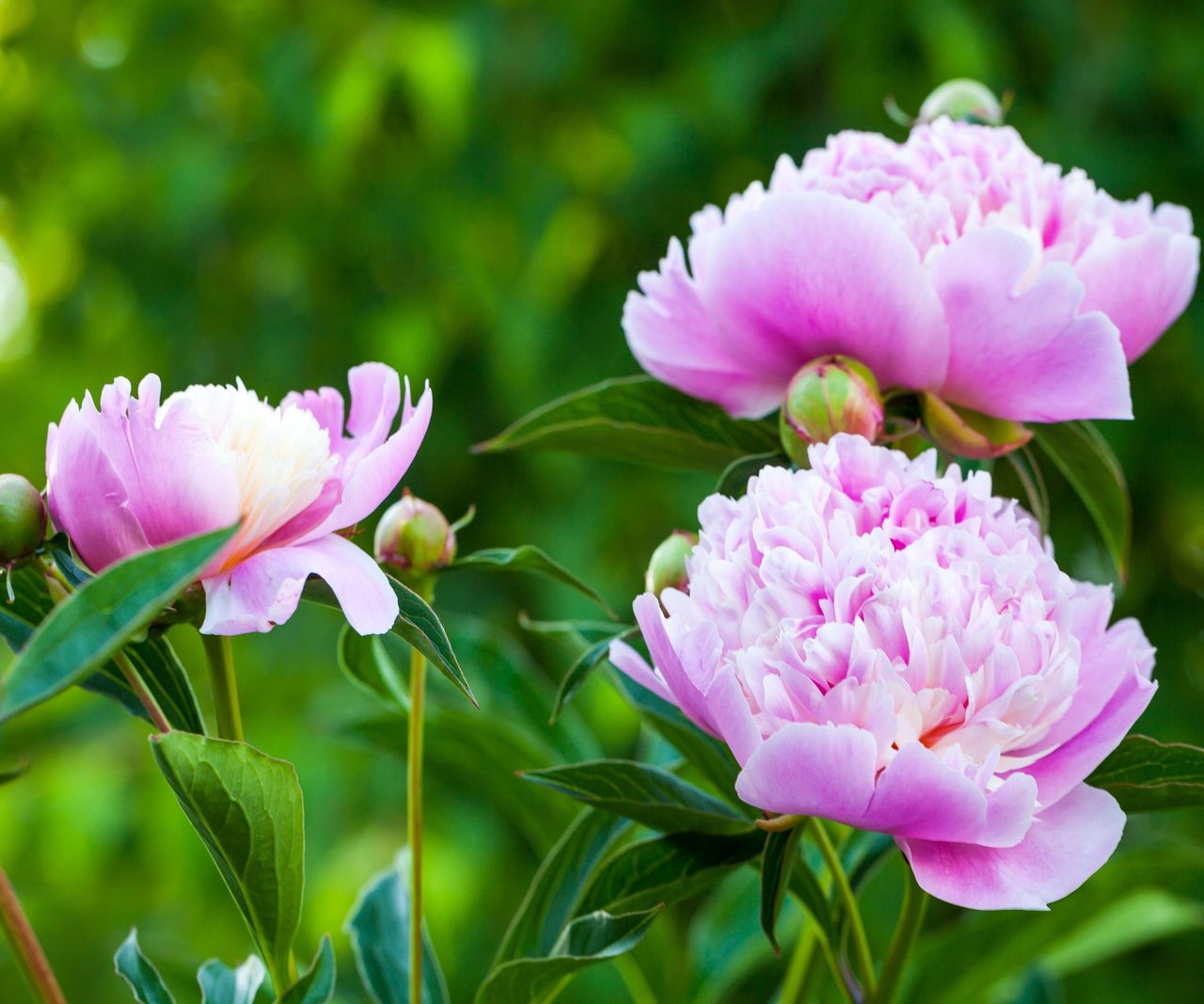 How to design a romantic garden: 9 expert tips you need to know | Homes ...