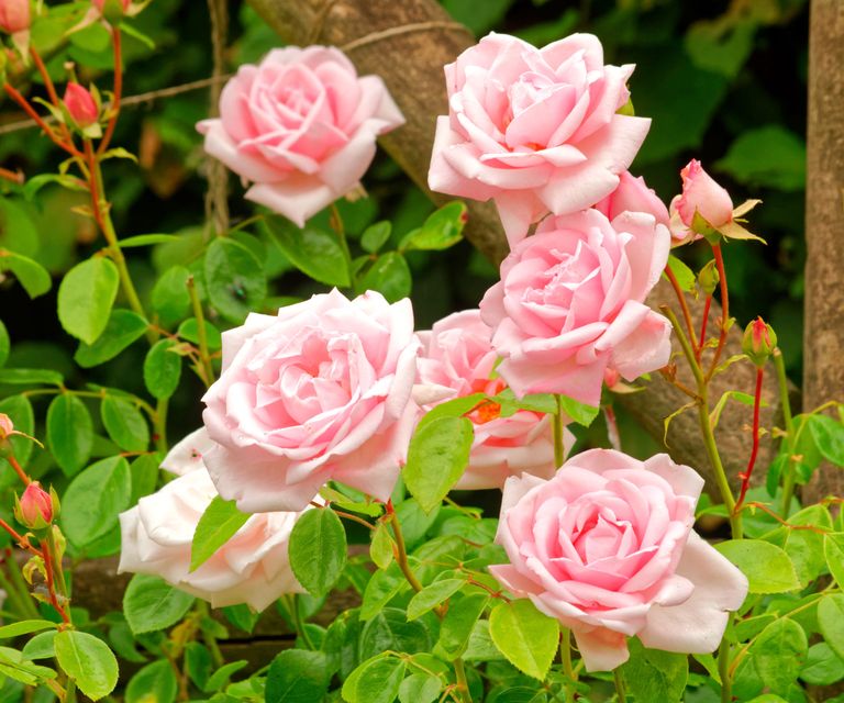 Fast Growing Climbing Roses: 8 Quick Picks For Vertical Wins ...
