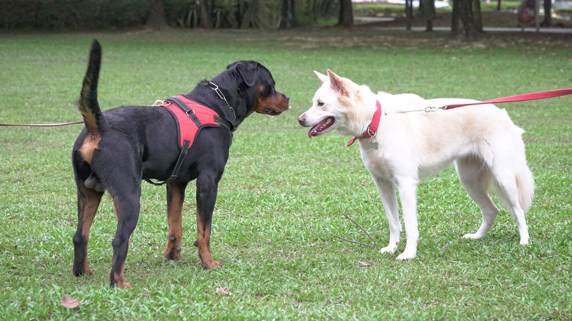 Signs of reactivity in adolescent dogs: What to look for | PetsRadar