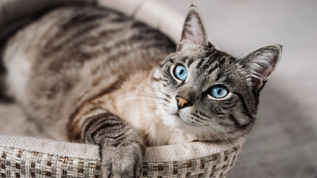 The 6 best cat beds 2025, reviewed and approved by our cats | PetsRadar