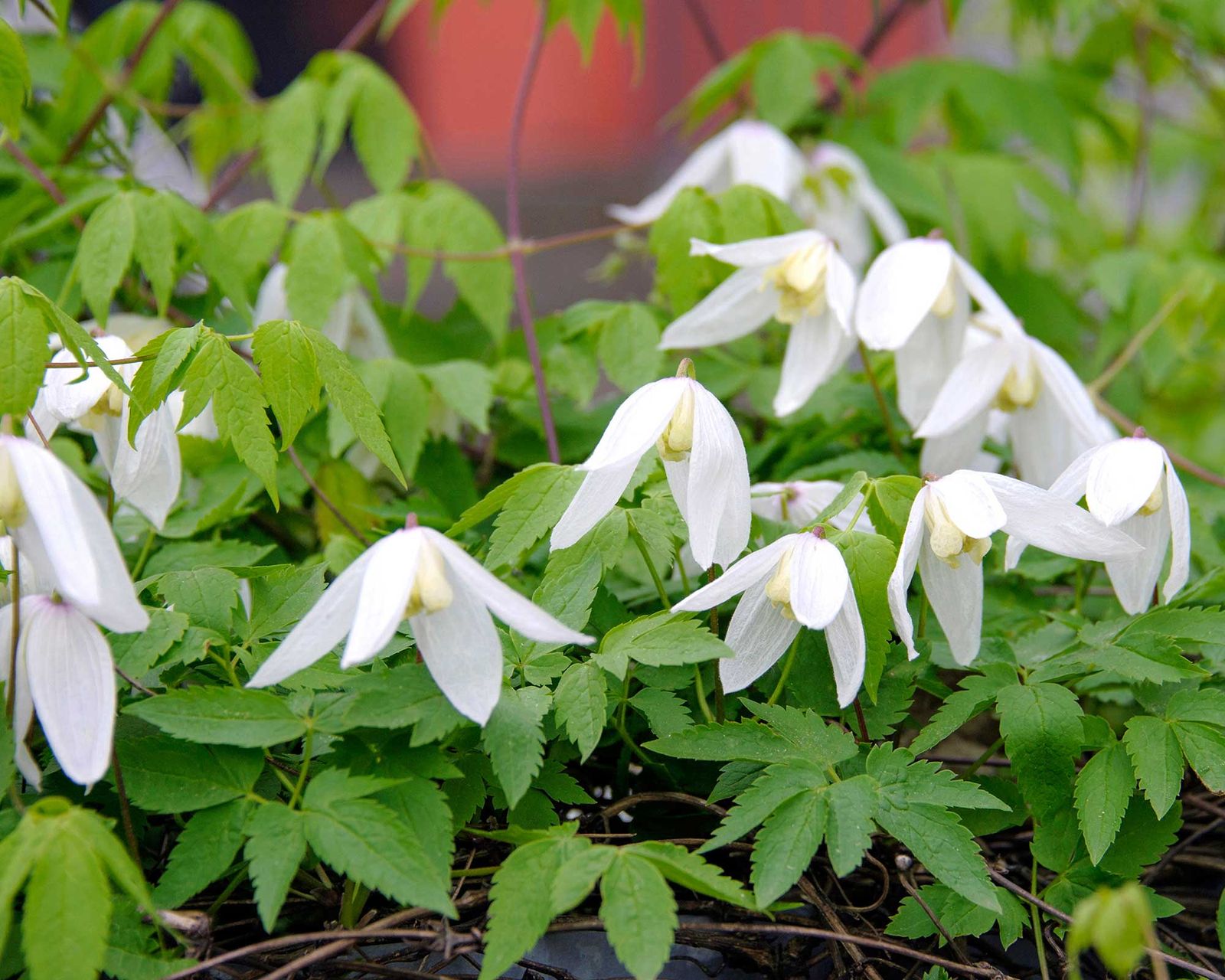Clematis varieties: 18 beautiful climbers | Gardeningetc