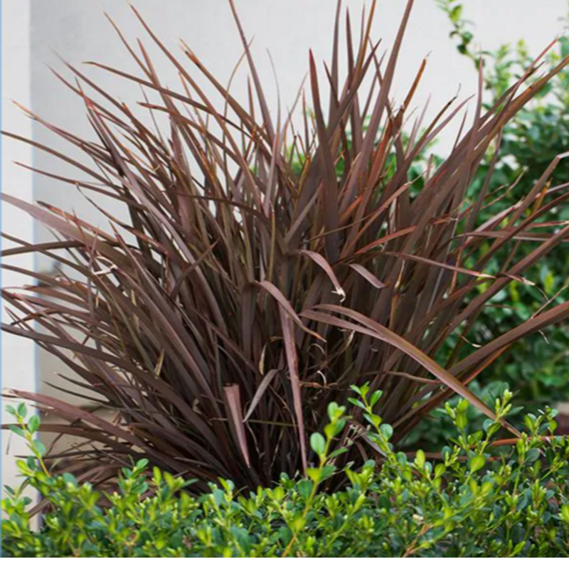 Best ornamental grasses for privacy: 5 screening grasses | Homes and ...