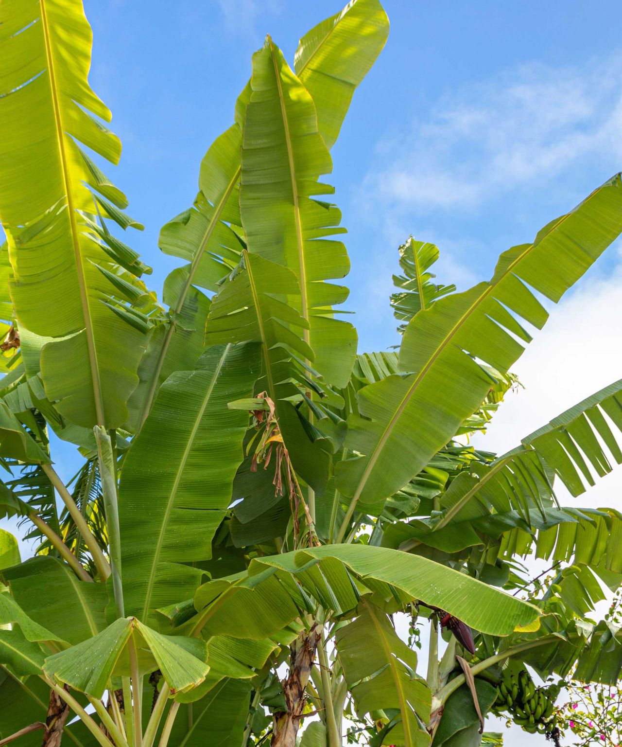 Expert tips for how to grow cold hardy banana trees | Homes and Gardens