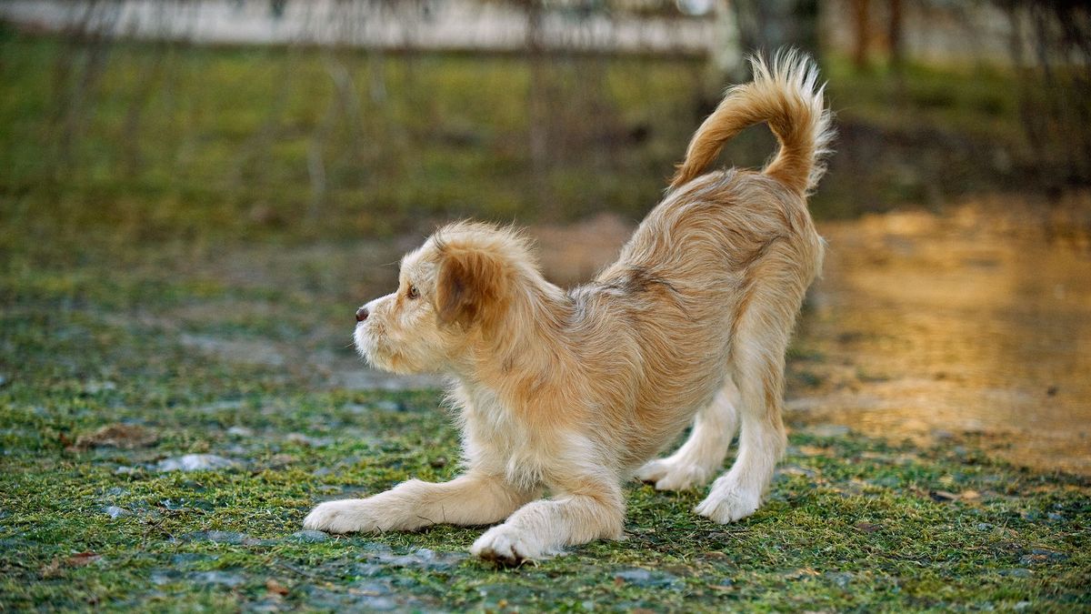 How to know if your dog is happy: 10 signs to look for | PetsRadar