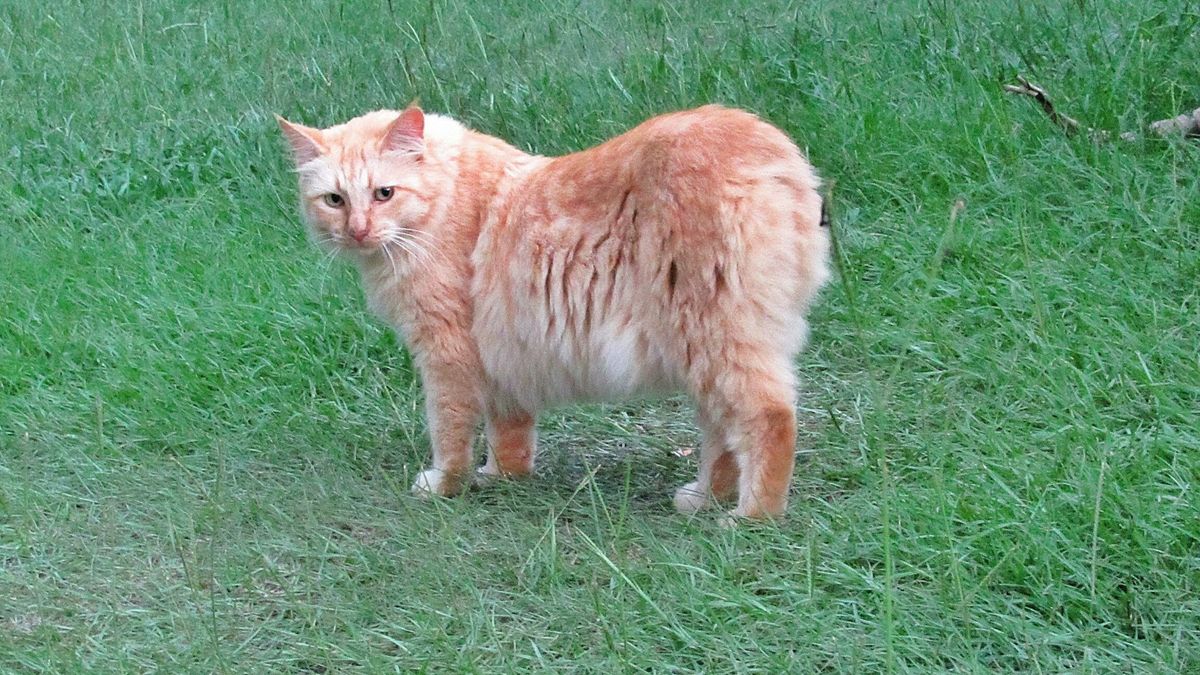 American Bobtail cat: Breed profile and information | PetsRadar