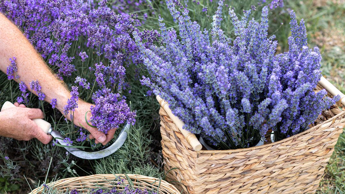 Now is the best time to harvest your lavender — here’s how to do it the ...