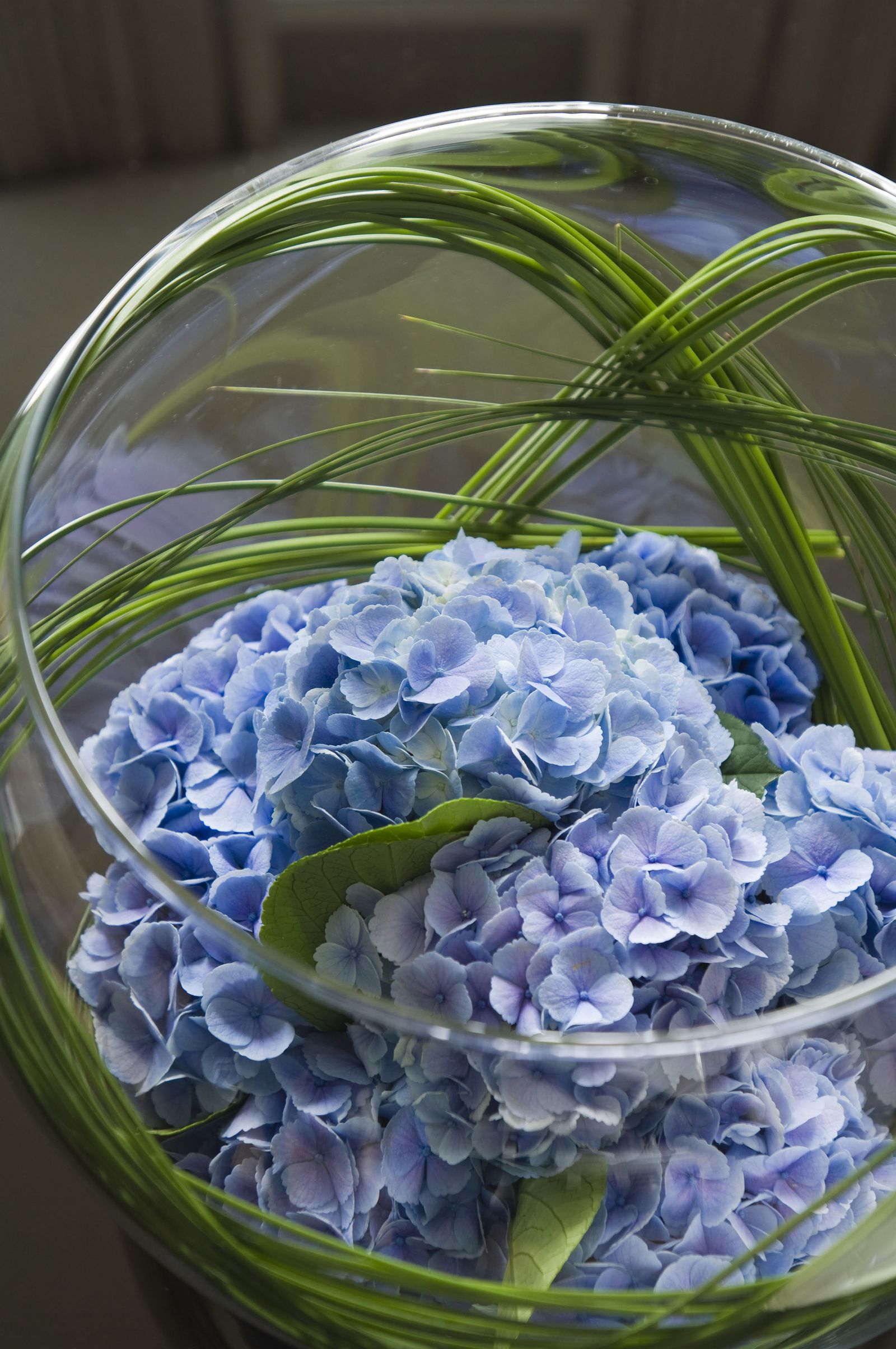 How to grow hydrangeas | Gardeningetc