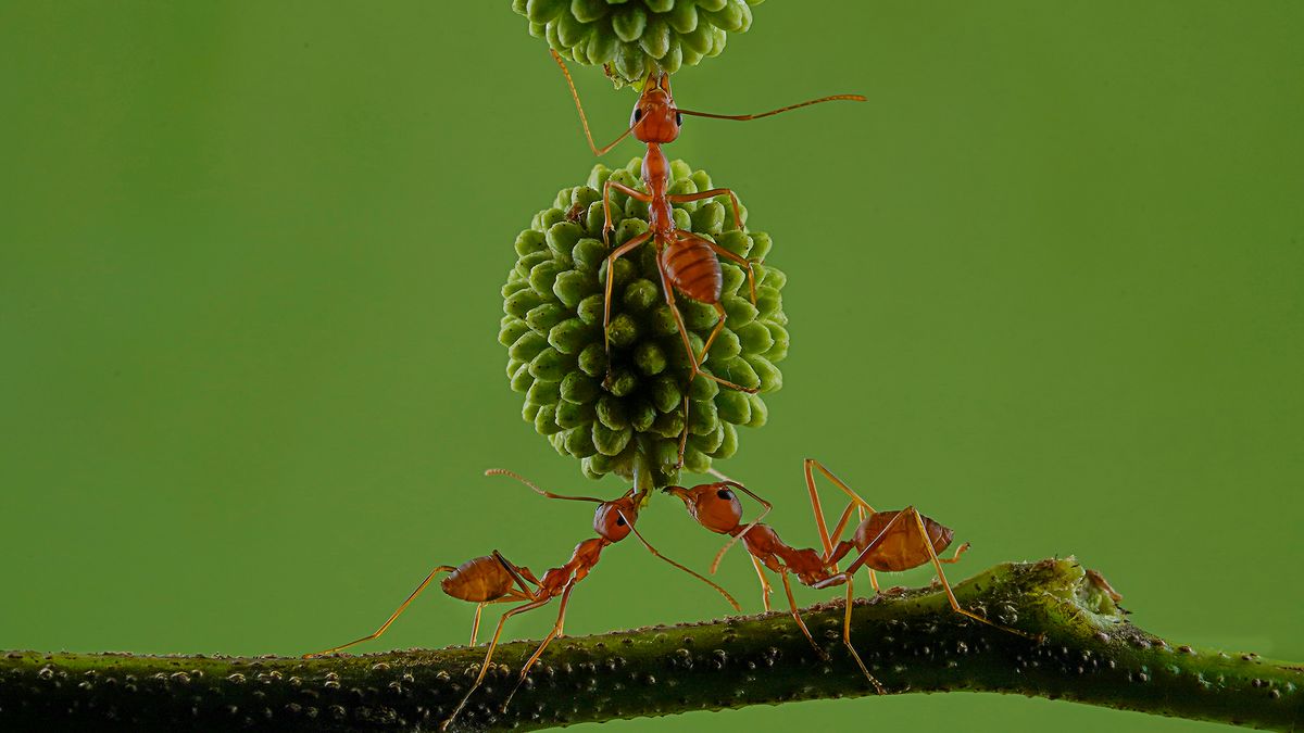 Red ants can lift up to 50 times their own body weight – and this award ...