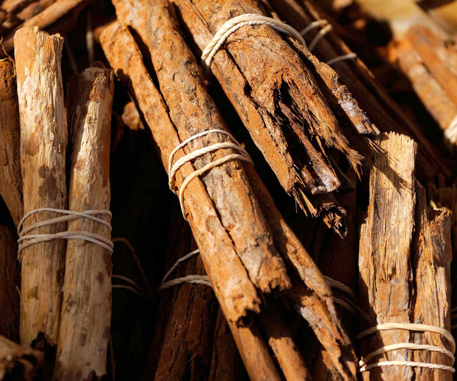 How to grow a cinnamon plant: expert tips | Homes and Gardens