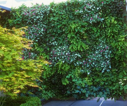 How to make a living wall – an easy step by step guide | Real Homes